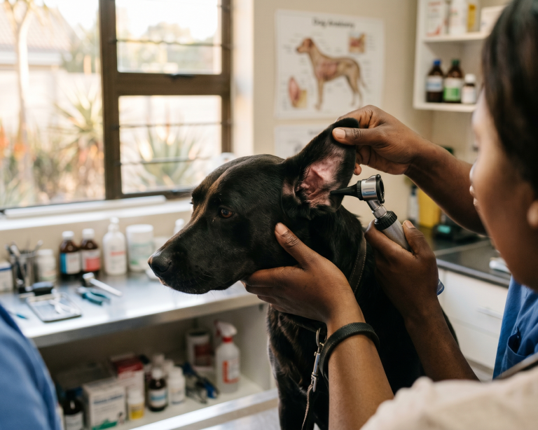 Canine Ear Infections: The Most Common Types in South Africa